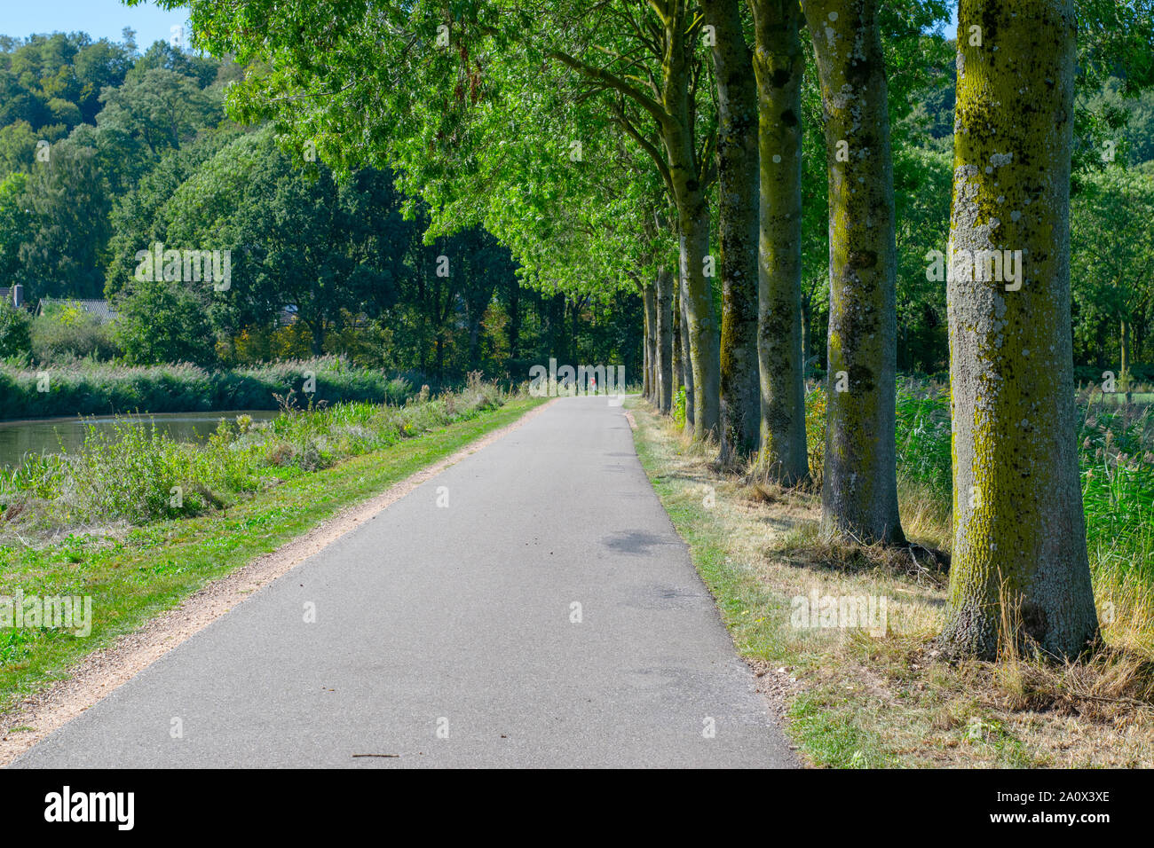 Long trees next road hi-res stock photography and images - Alamy
