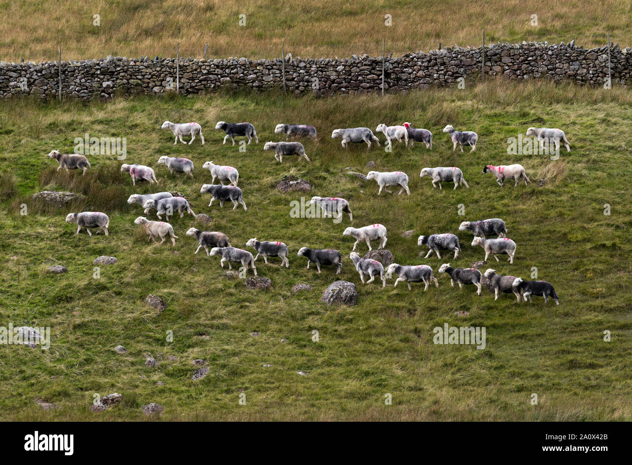 A fell-gathering of sheep in the Honister Pass, The Lake District, UK ...
