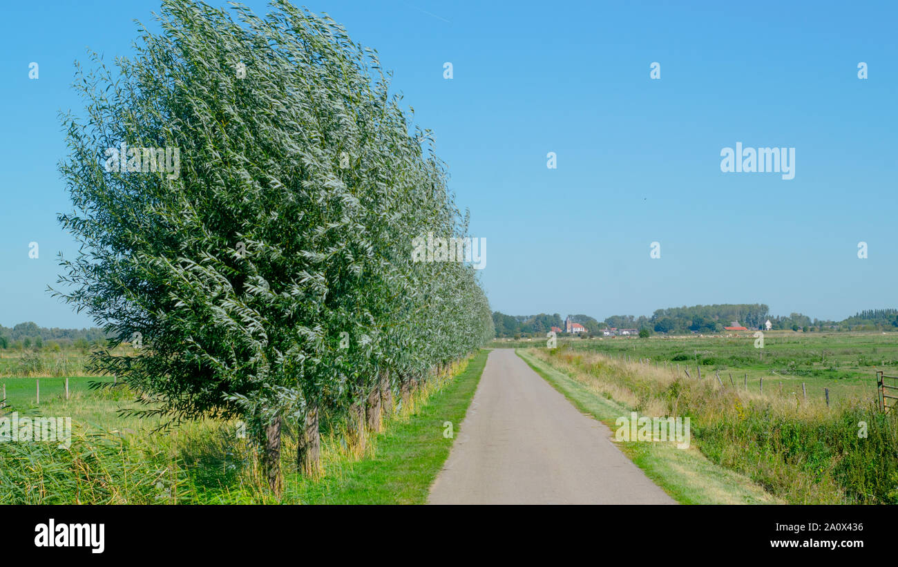 Road next to a row of trees in a Dutch polder landscape Stock Photo - Alamy