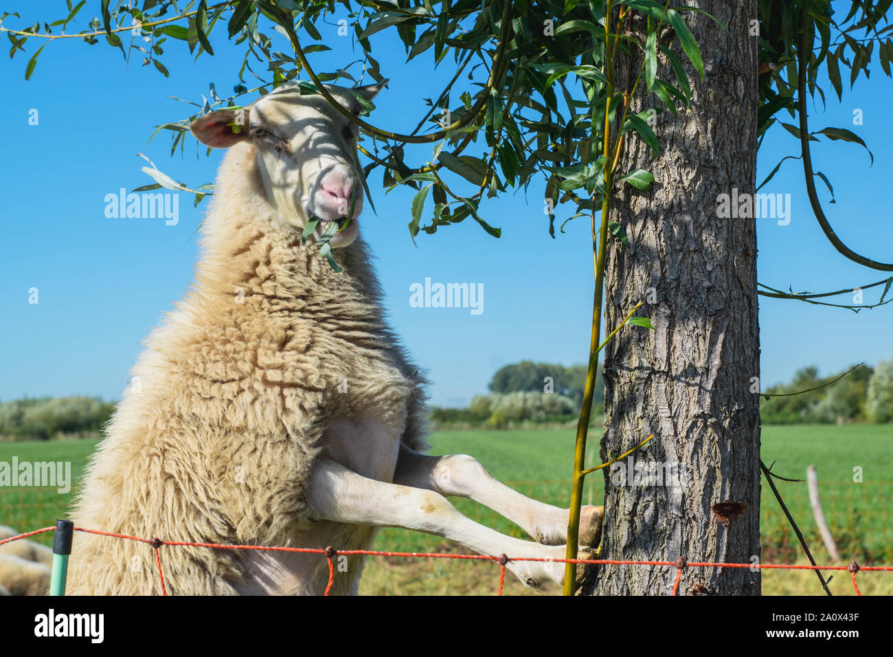 Dutch Sheep climbs a tree to eat leaves Stock Photo - Alamy