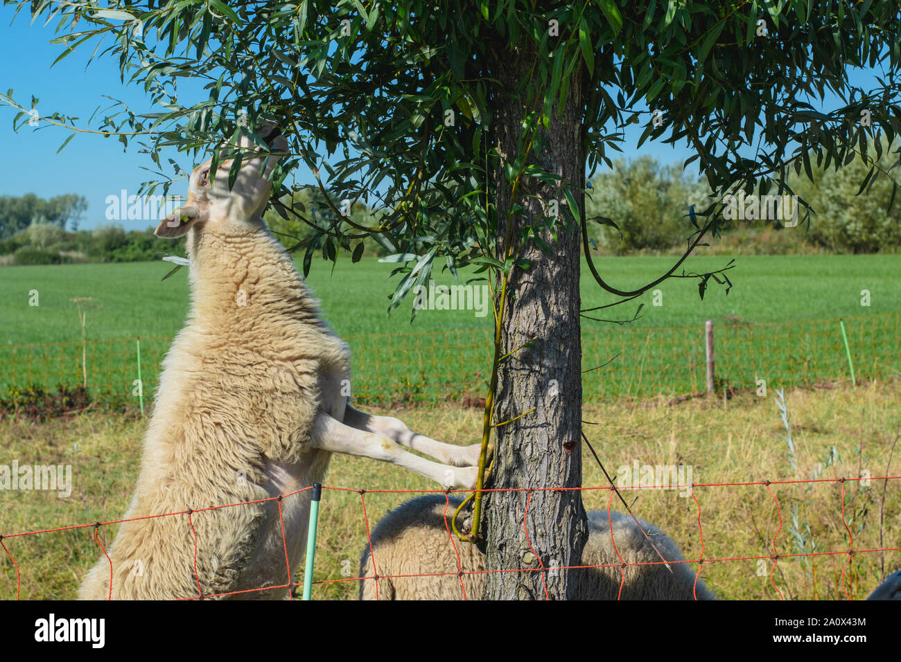Tree sheep morocco hi-res stock photography and images - Alamy