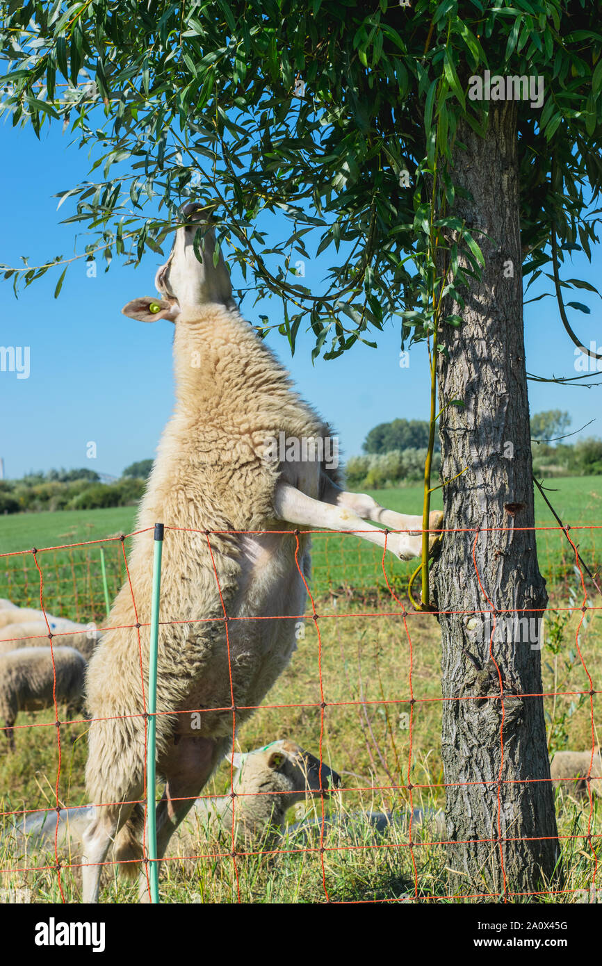 Tree sheep morocco hi-res stock photography and images - Alamy
