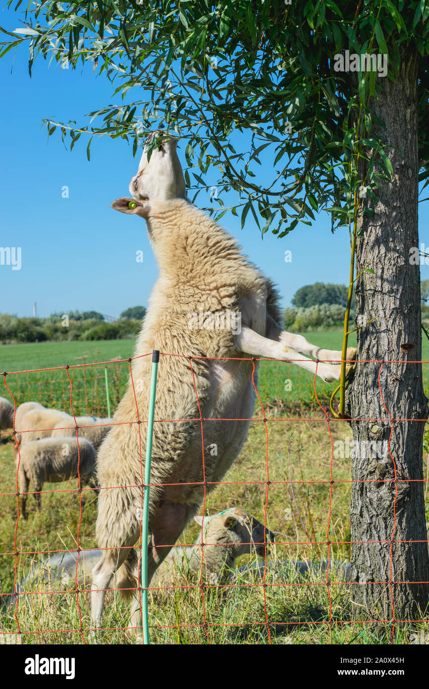 Tree sheep morocco hi-res stock photography and images - Alamy