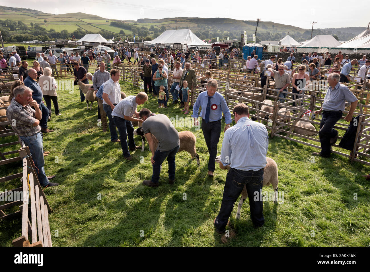 Kilnsey Show, Wharfedale, North Yorkshire. Judging Swaledale breed ...