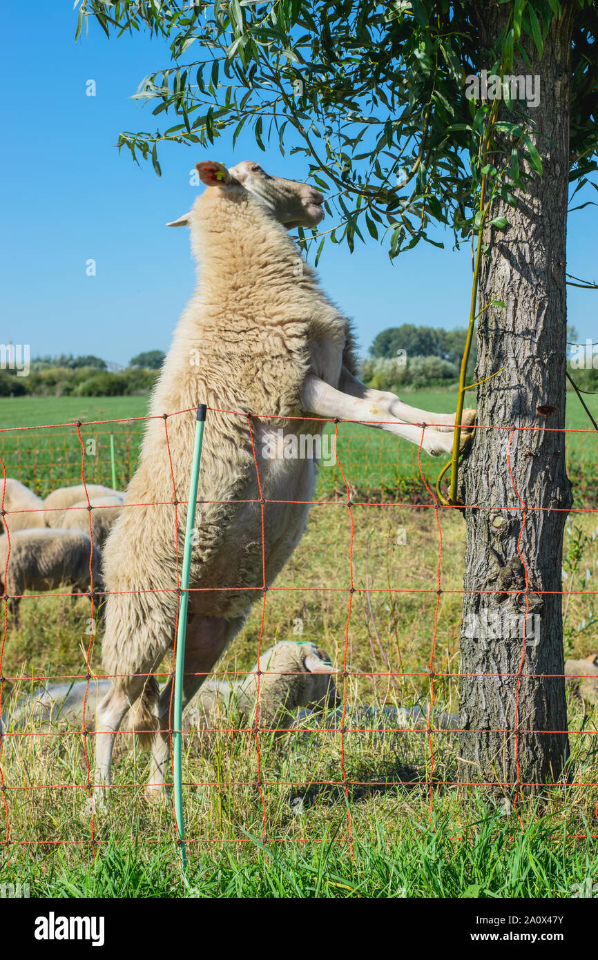 Dutch Sheep climbs a tree to eat leaves Stock Photo - Alamy