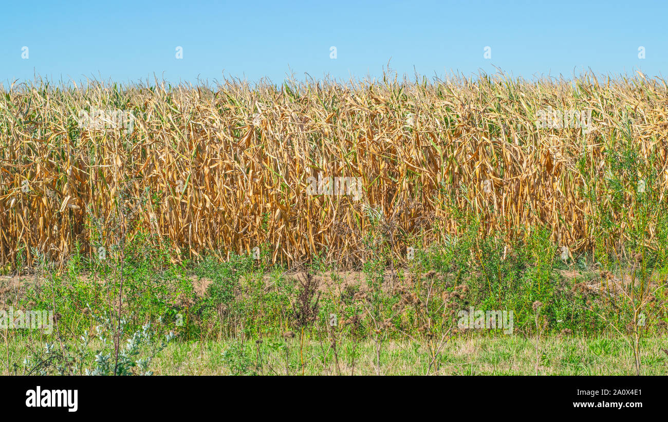 Maize corn field netherlands hi-res stock photography and images - Alamy