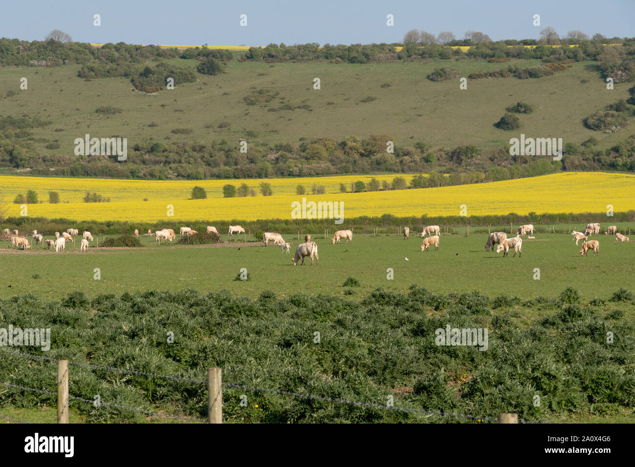 Wiltshire, England, UK. 2019. Cattle grazing on a farm overlooked by ...