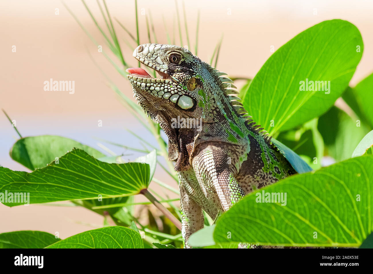 Chameleon / Iguana Stock Photo - Alamy