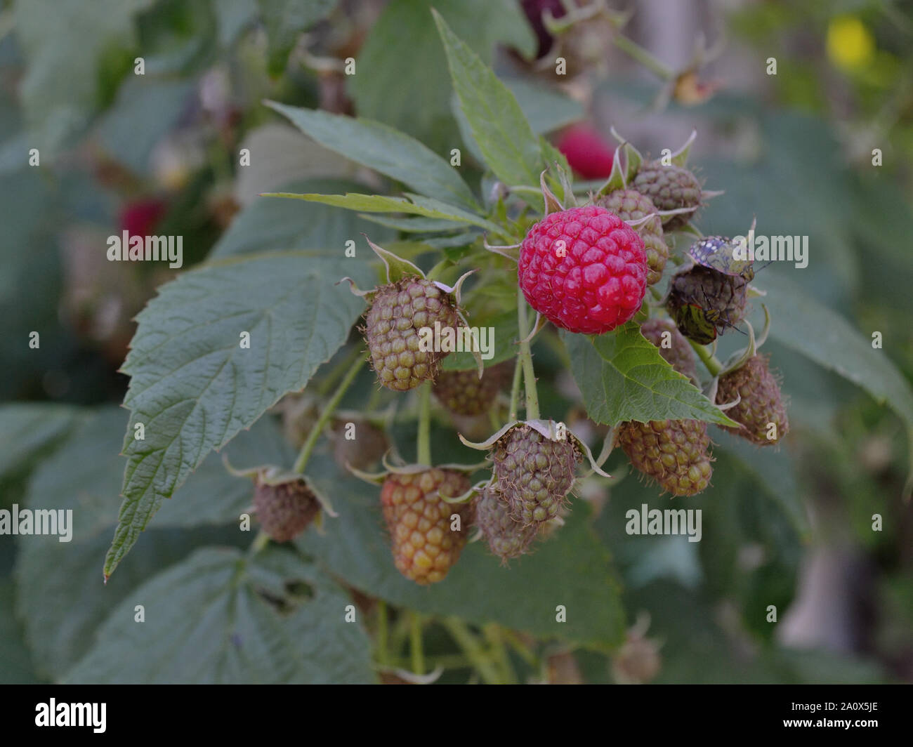 Rubus idaeus raspberry plant hi-res stock photography and images - Alamy