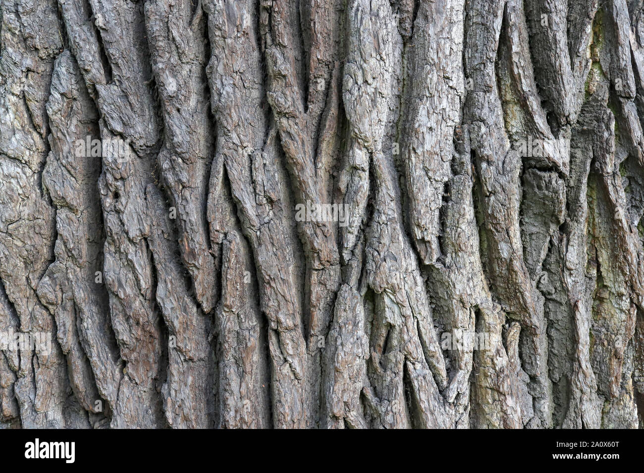 Oak bark wood background. Oak tree bark texture. Tough rude wooded ...