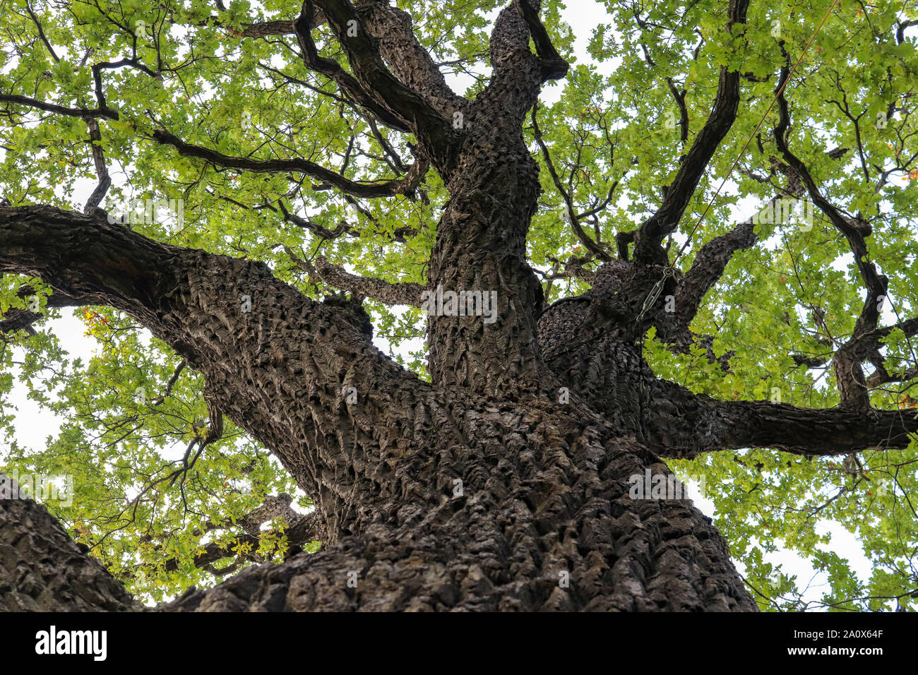 Beautiful branching tree hi-res stock photography and images - Alamy