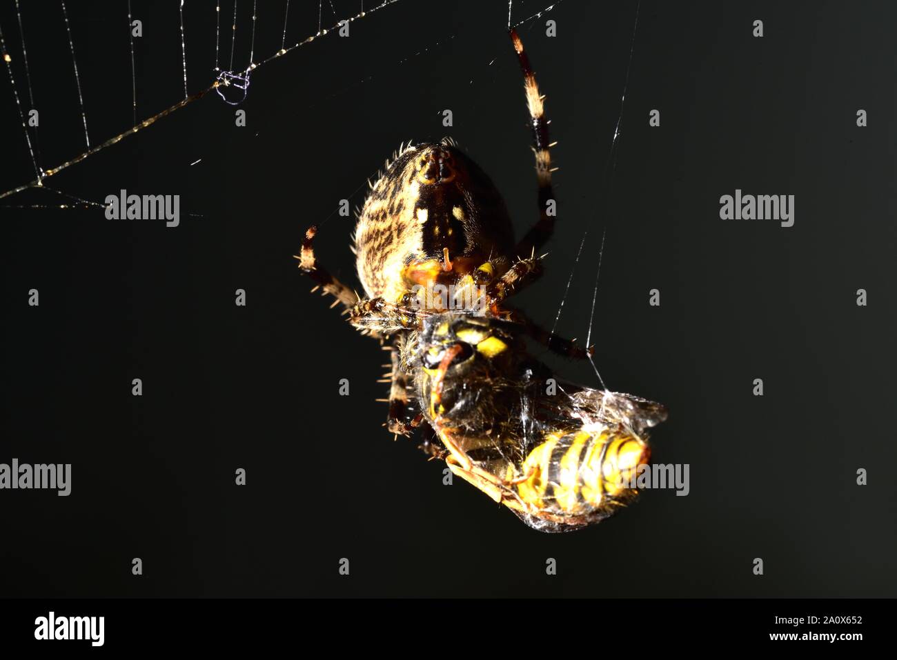 Cross Orb-Weaver Spider on is web with a Wasp Stock Photo - Alamy