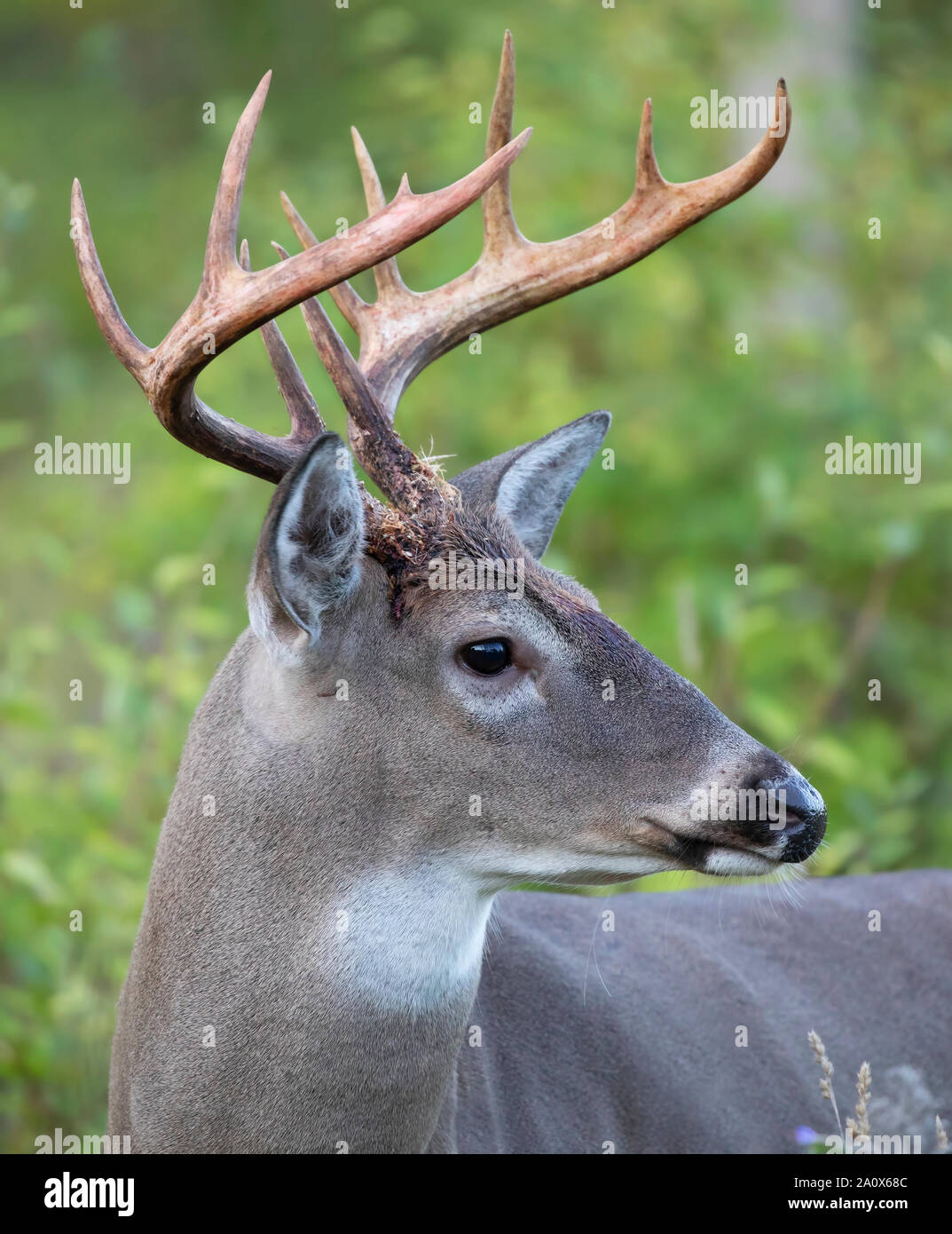 Trophy White-tailed deer buck portrait walking through the meadow ...
