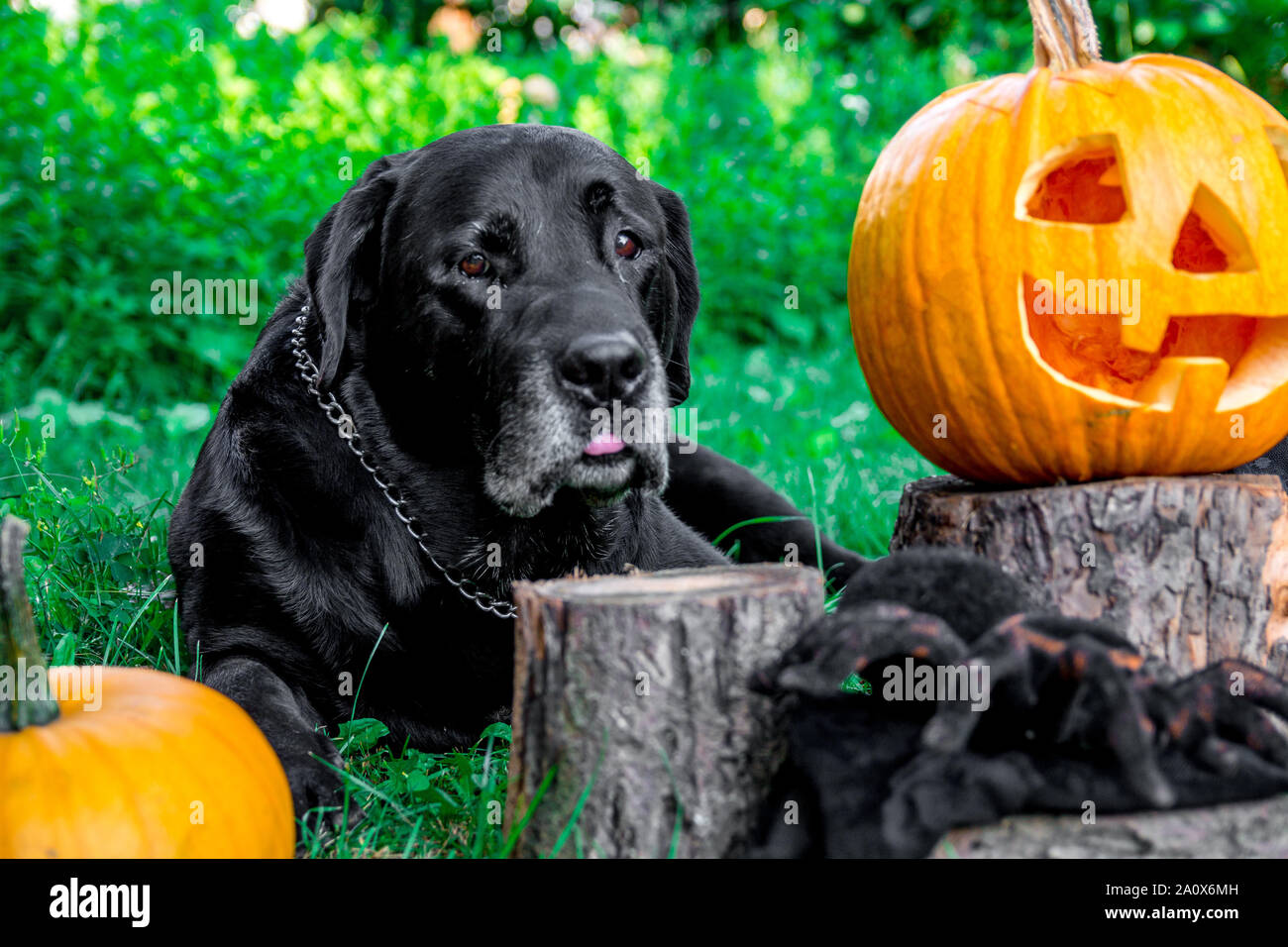 Black labrador near Jack-o-Lantern outdoors. Halloween. Dog with ...