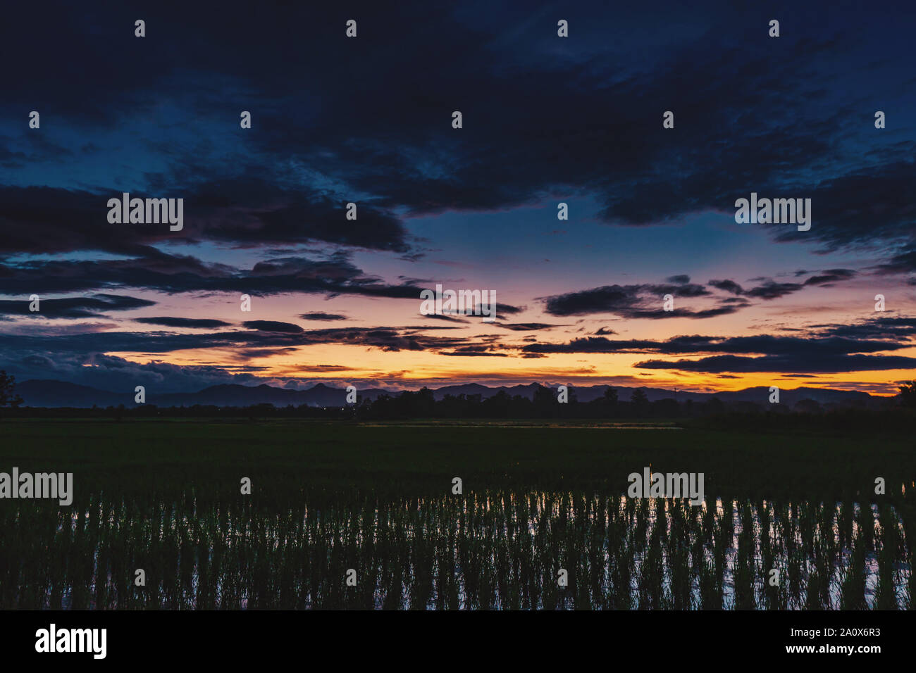 Natural scenic beautiful sunset and rice field agricultural background ...