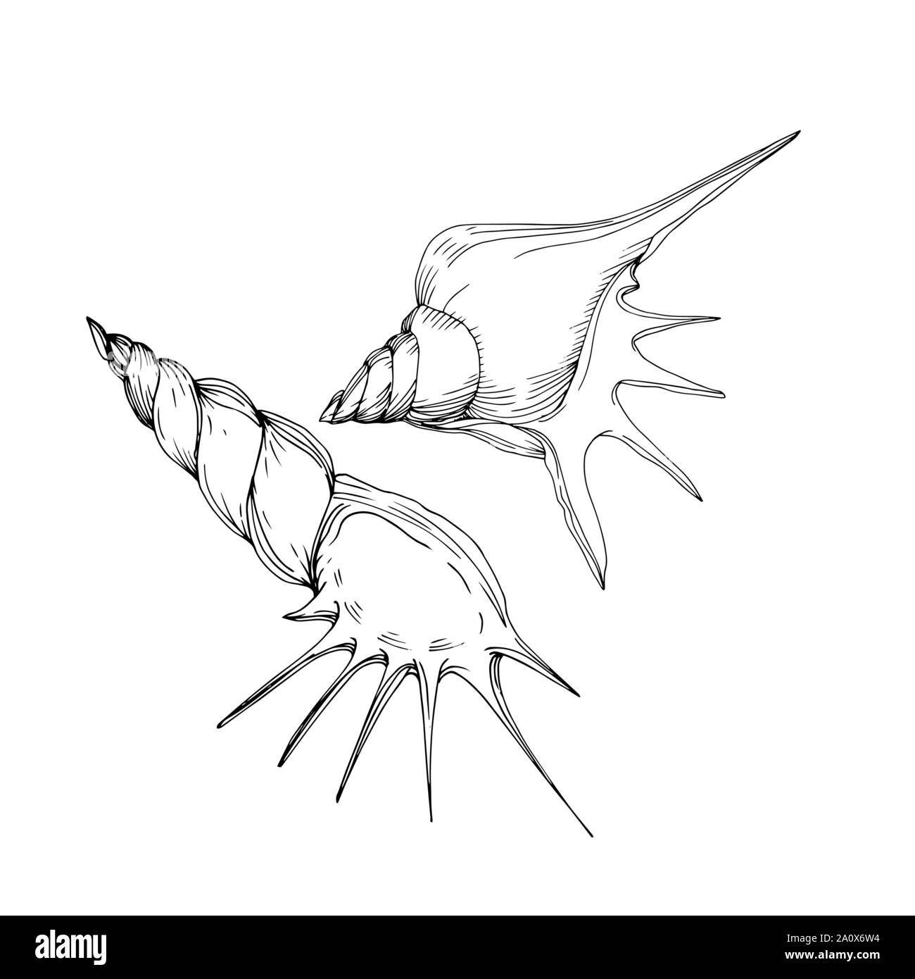 Vector Summer beach seashell tropical elements. Black and white ...