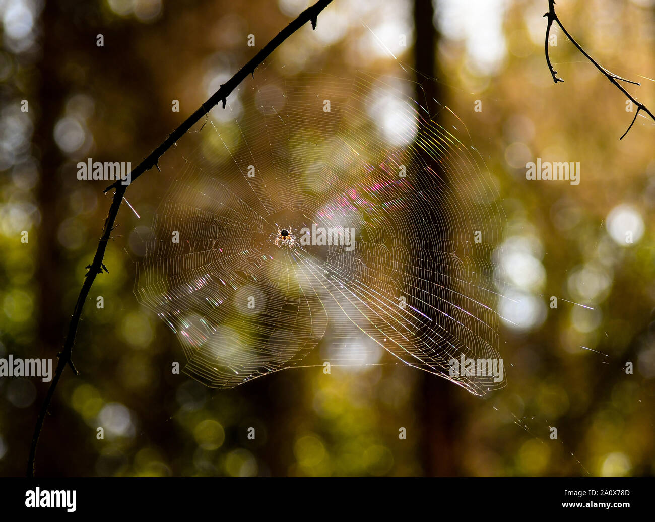22 September 2019, Brandenburg, Treplin: In the back light of the ...