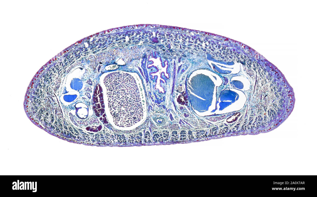 Hirudo Medicinalis Life Cycle Gallery