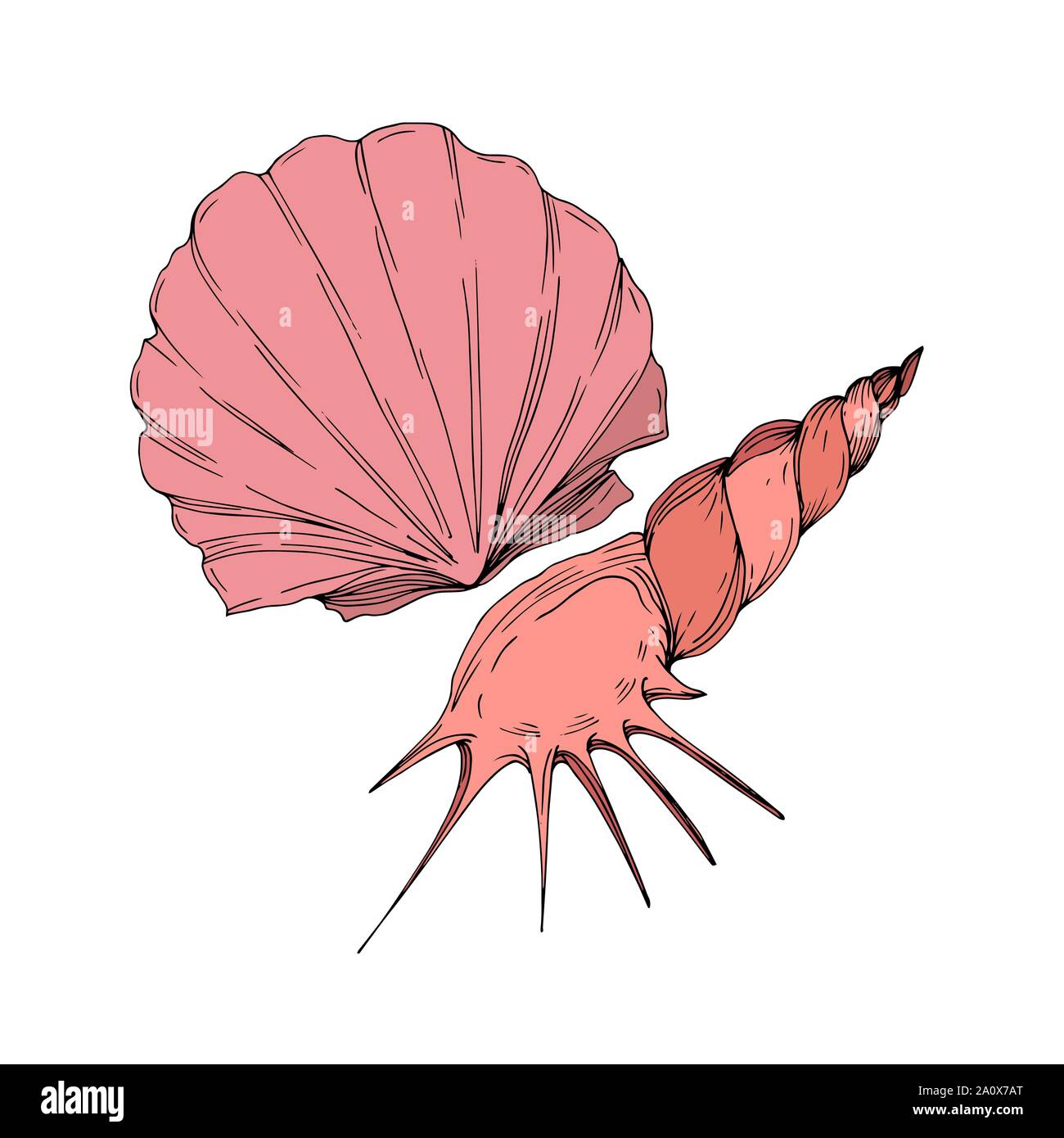 Vector Summer beach seashell tropical elements. Engraved ink art ...