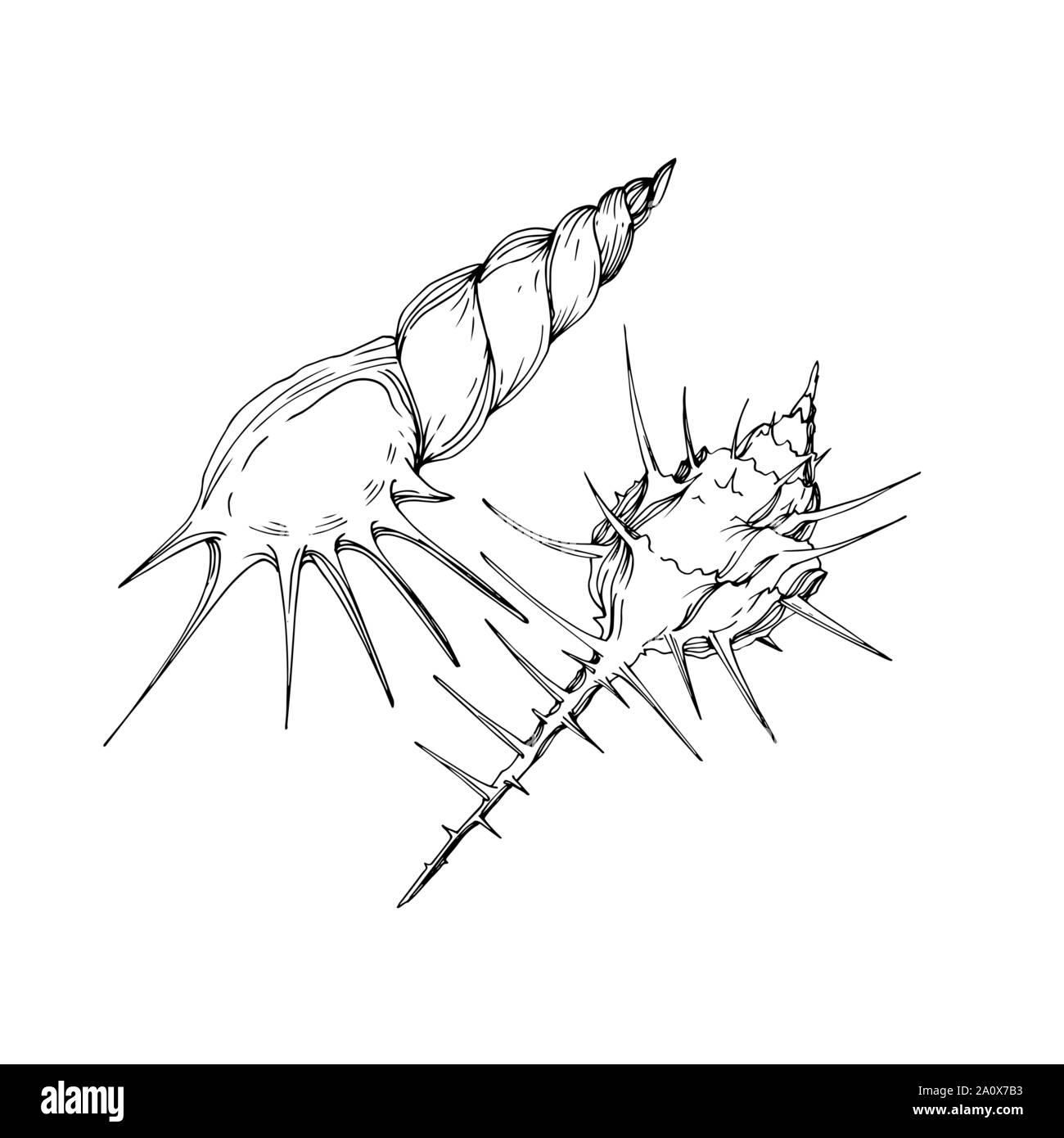 Vector Summer beach seashell tropical elements. Black and white ...