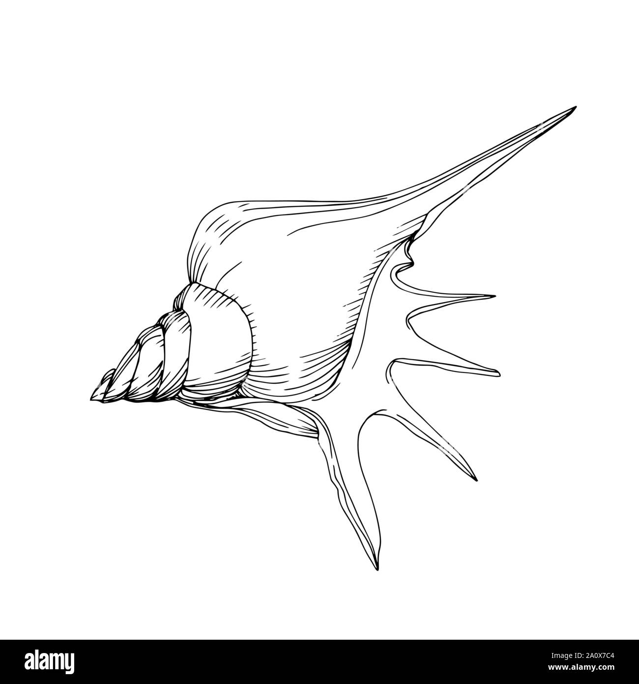 Vector Summer beach seashell tropical elements. Black and white ...