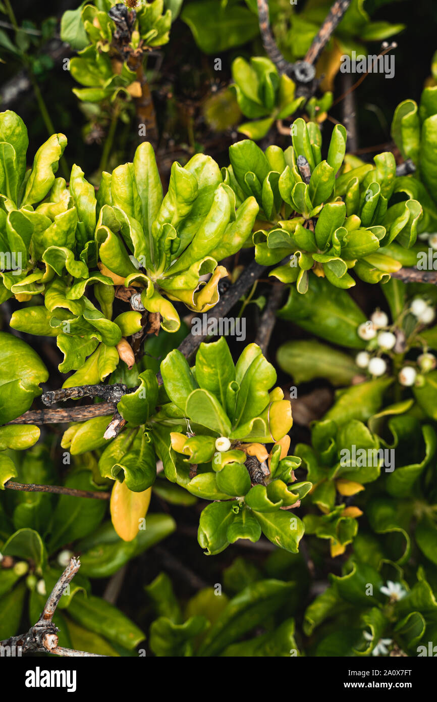 Memorial hedge hi-res stock photography and images - Alamy