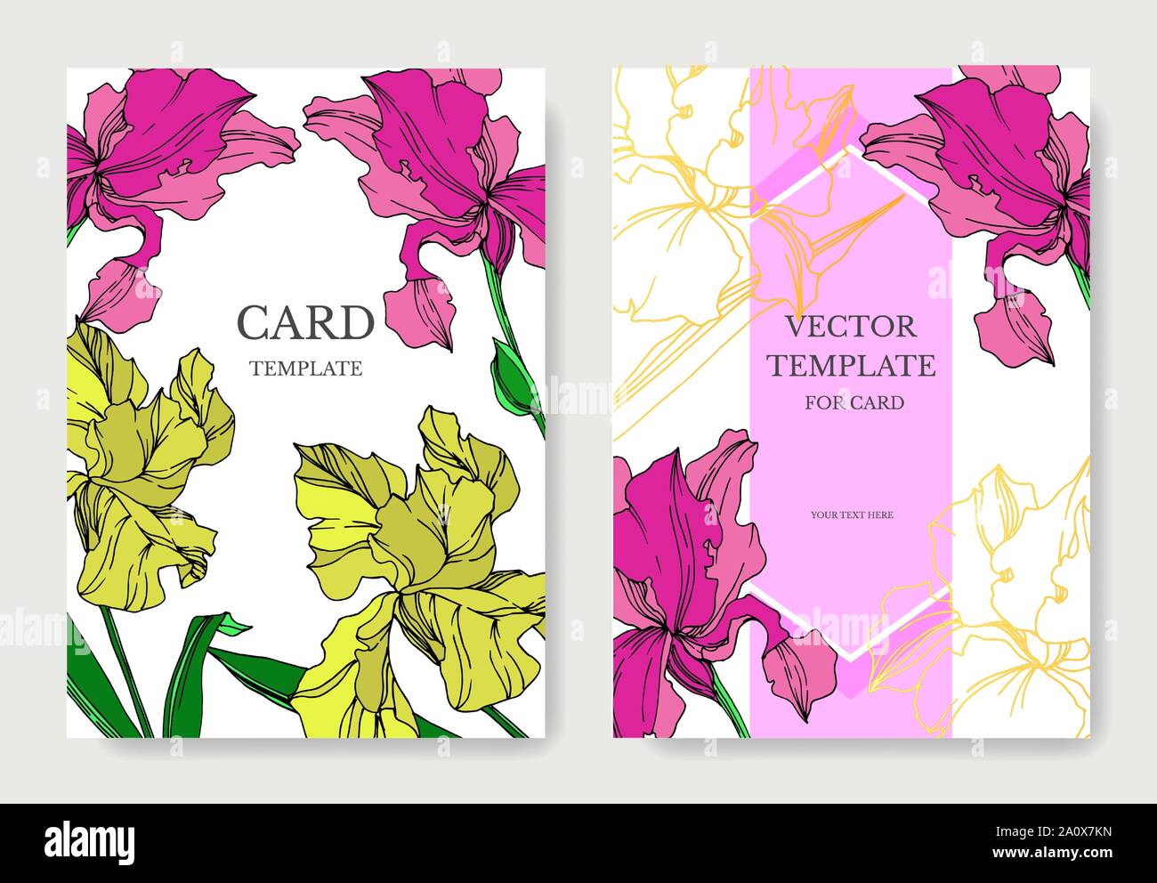 Vector Iris floral botanical flowers. Black and white engraved ink art ...