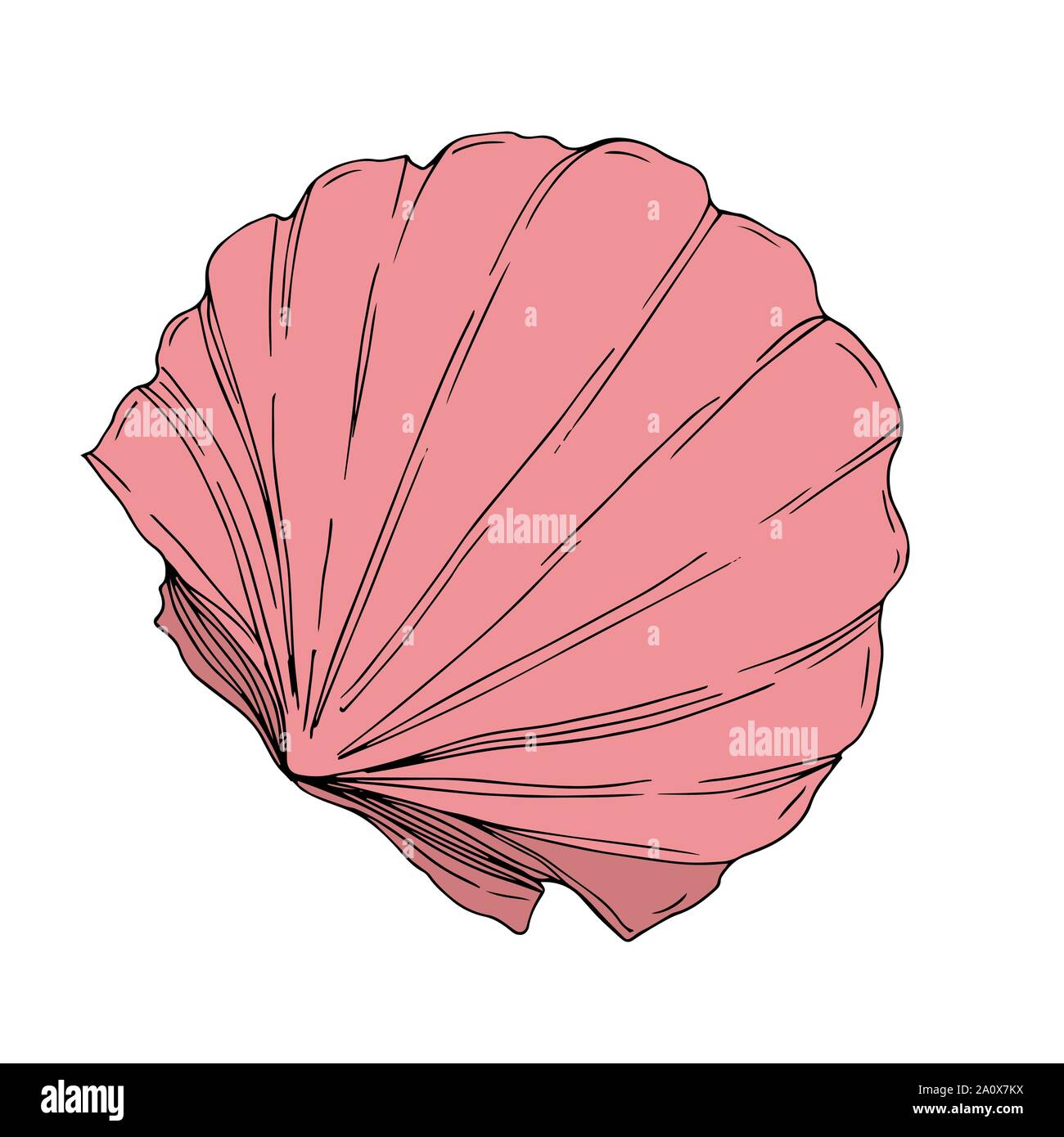 Vector Summer beach seashell tropical elements. Engraved ink art ...