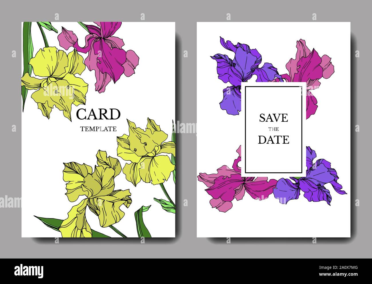 Vector Iris floral botanical flowers. Black and white engraved ink art ...