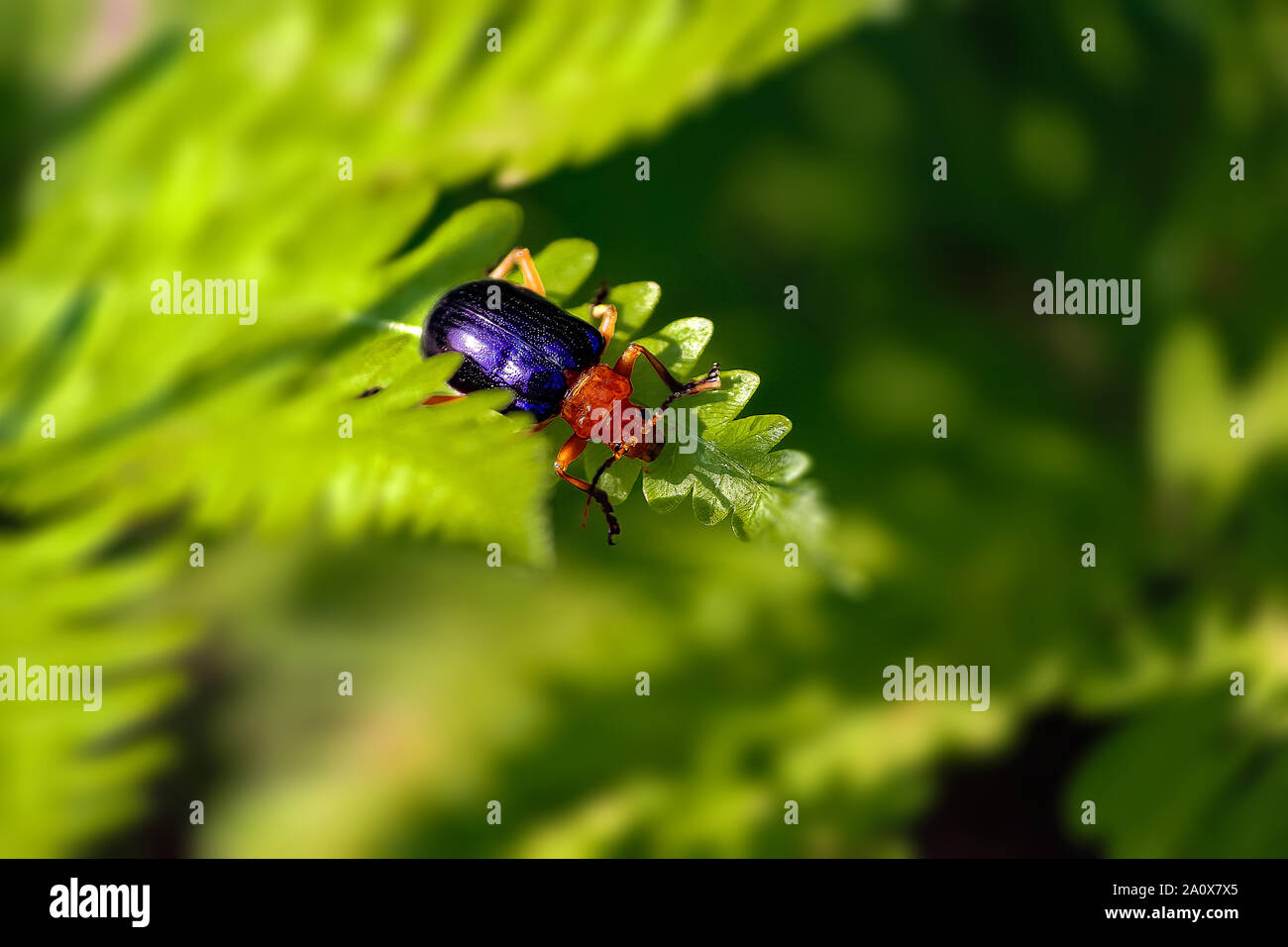 Cereal leaf beetle Stock Photo - Alamy