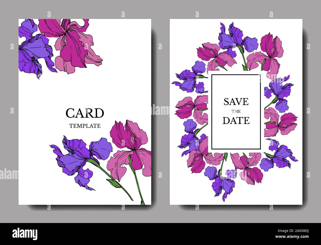 Vector Iris floral botanical flowers. Black and white engraved ink art ...