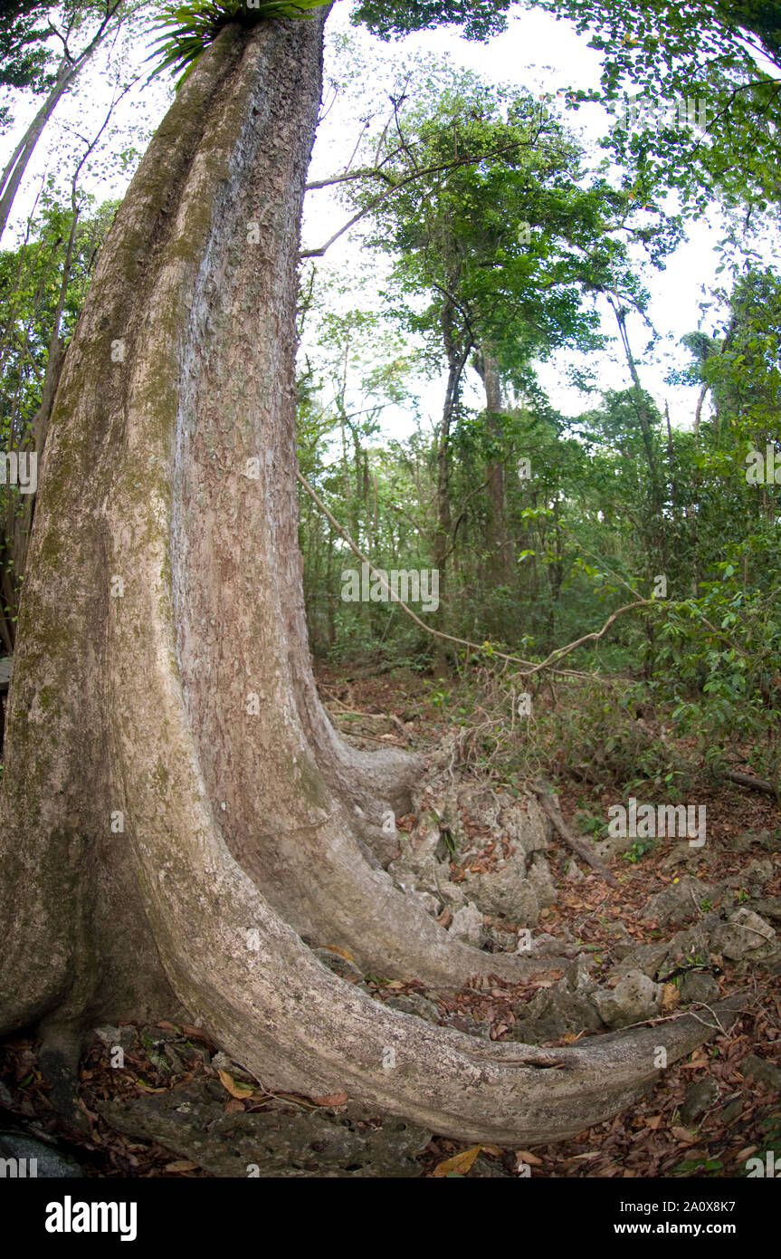 Forest floor and Propeller Tree, Gyrocarpus sp, Christmas Island ...