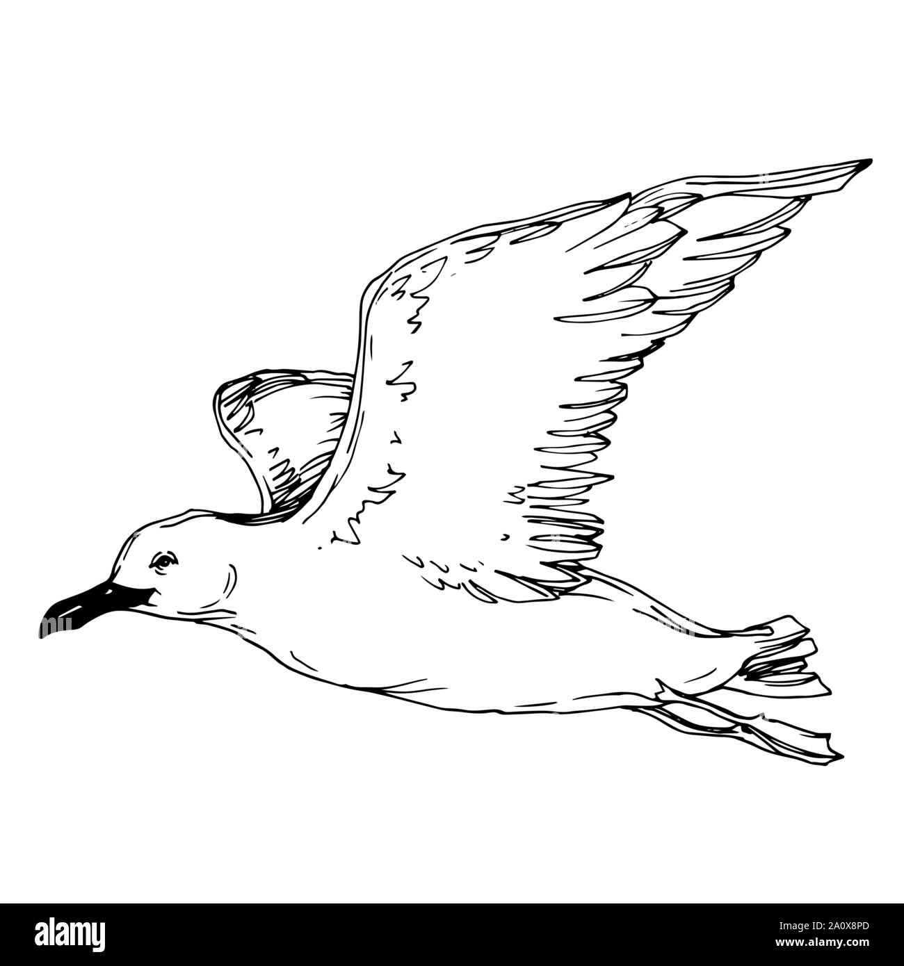 Vector Sky bird seagull in a wildlife isolated. Wild freedom, bird with ...