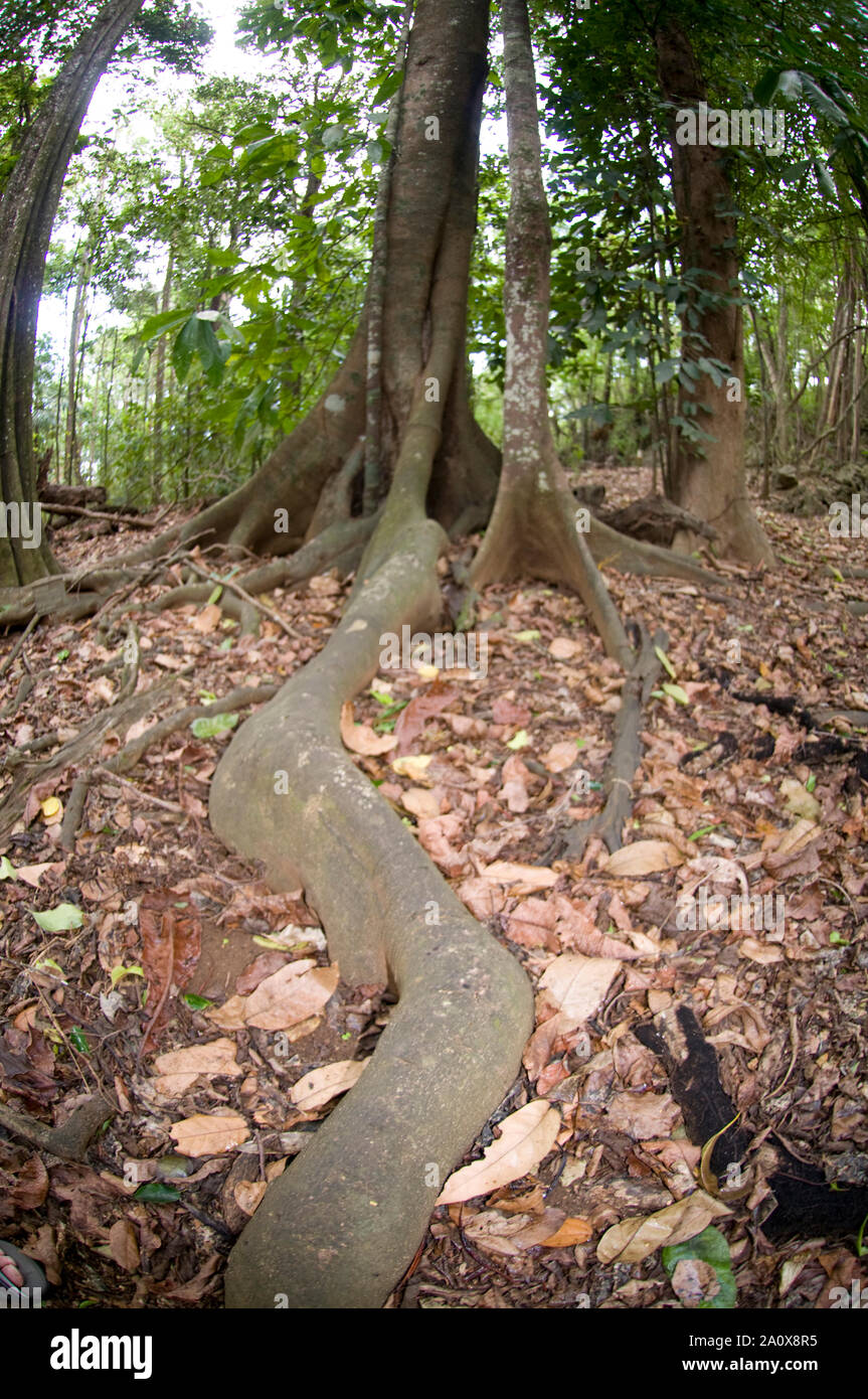 Forest floor and Propeller Tree, Gyrocarpus sp, Christmas Island ...