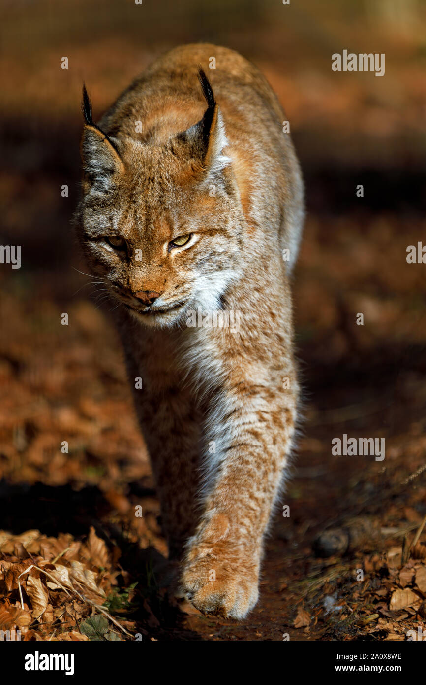 Eurasian lynx lynx wildcat hi-res stock photography and images - Alamy