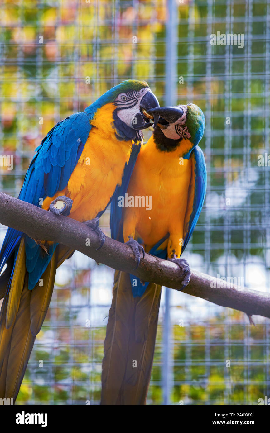 Bird Of The Parrot Family High Resolution Stock Photography and Images ...