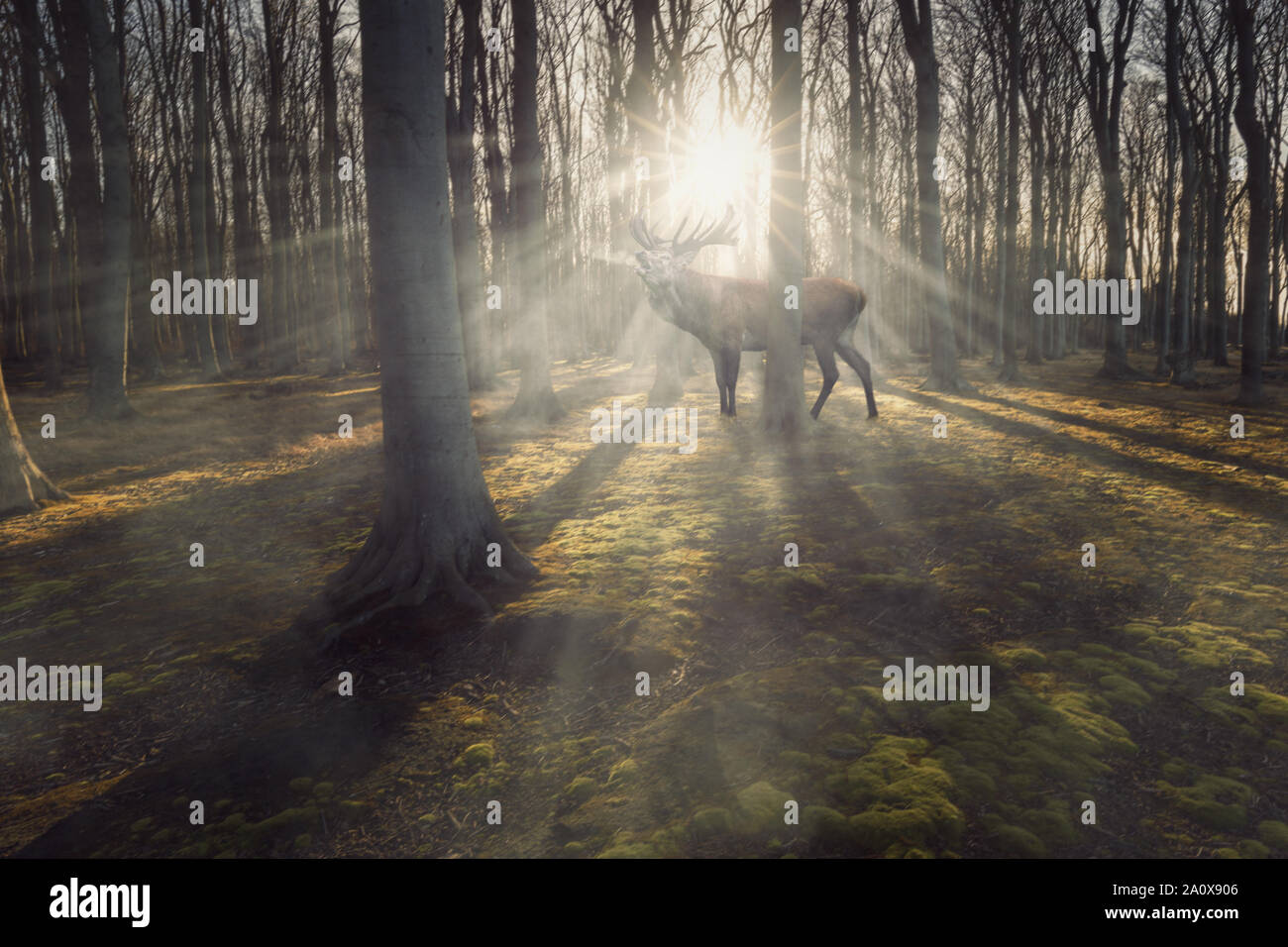 Stag in mist hi-res stock photography and images - Alamy