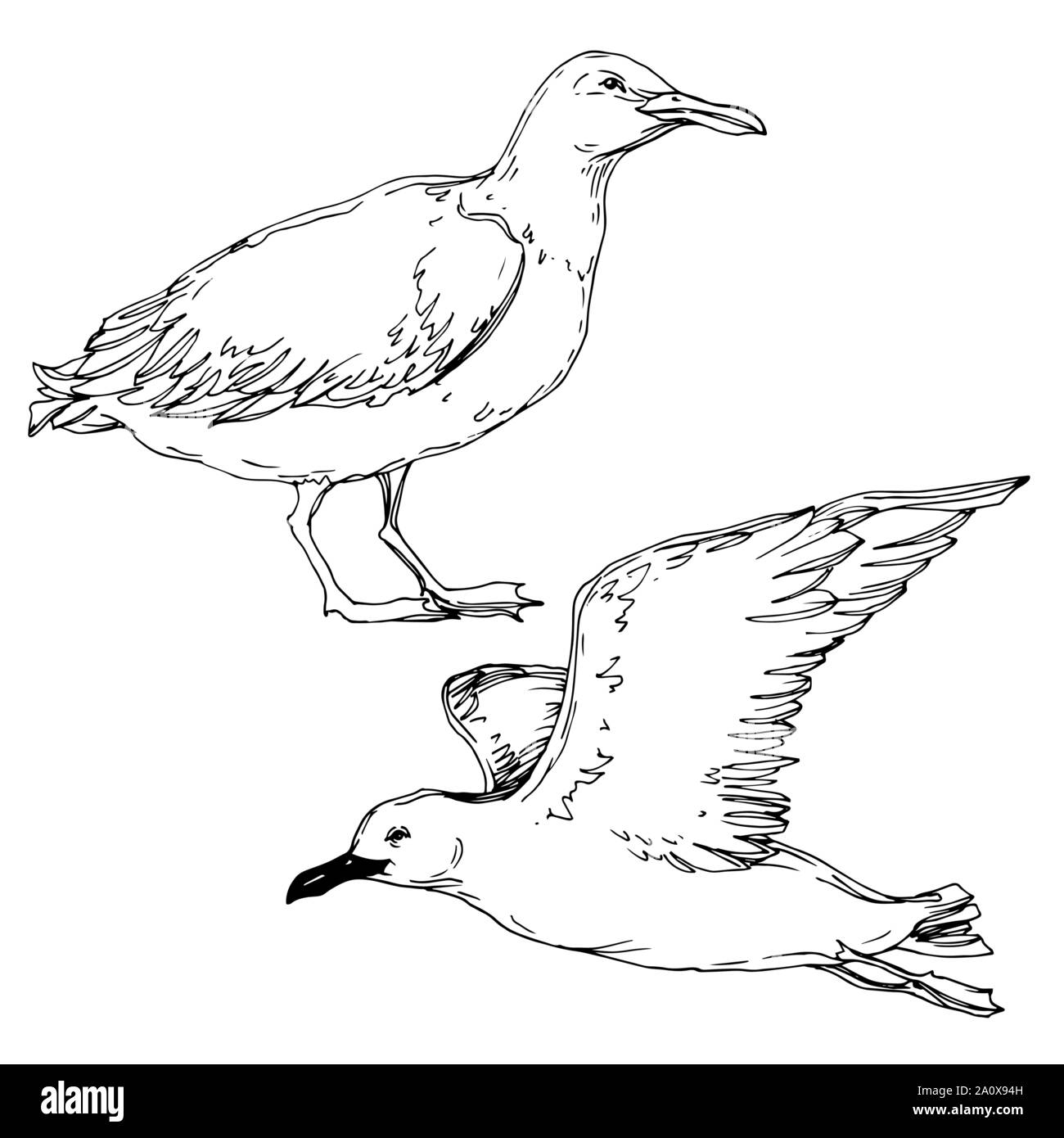 Vector Sky bird seagull in a wildlife isolated. Wild freedom, bird with ...