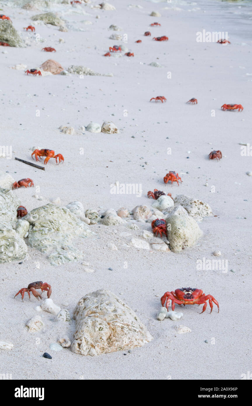 Red Crabs, Gecarcoidea natalis, on beach, Christmas Island, Australia ...