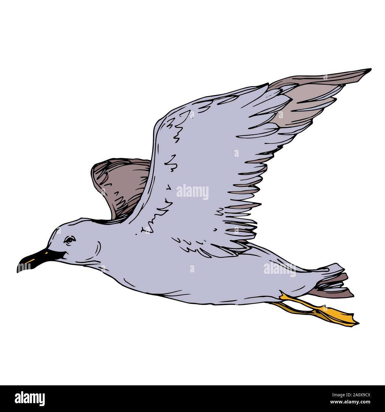 Vector Sky bird seagull in a wildlife isolated. Wild freedom, bird with ...