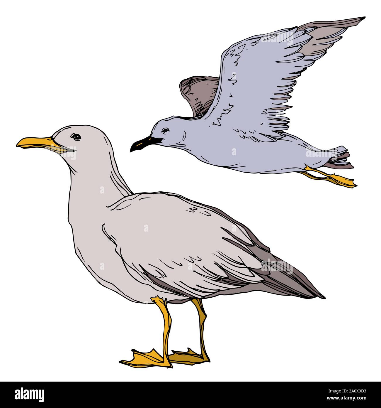 Vector Sky bird seagull in a wildlife isolated. Wild freedom, bird with ...