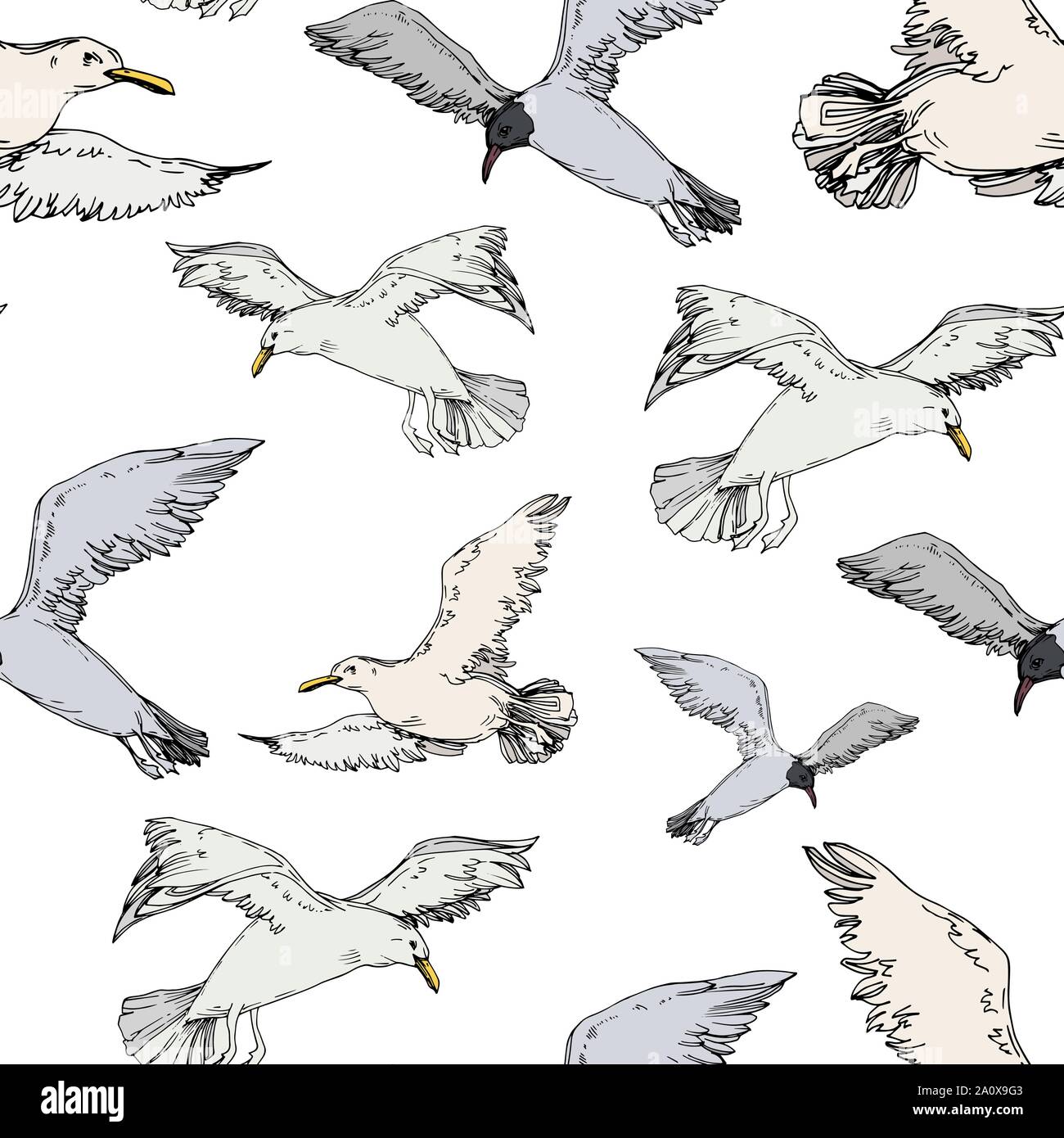 Sky bird seagull in a wildlife. Wild freedom, bird with a flying wings ...