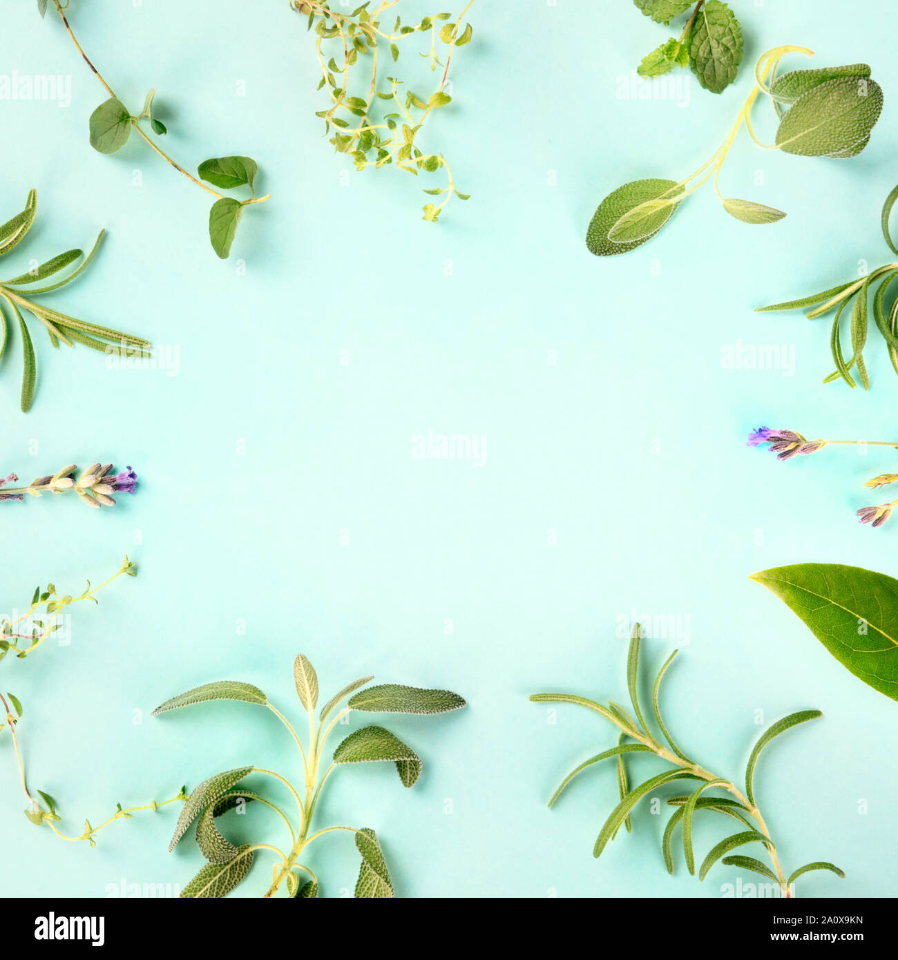 Square food design template. Culinary aromatic herbs and spices, shot ...