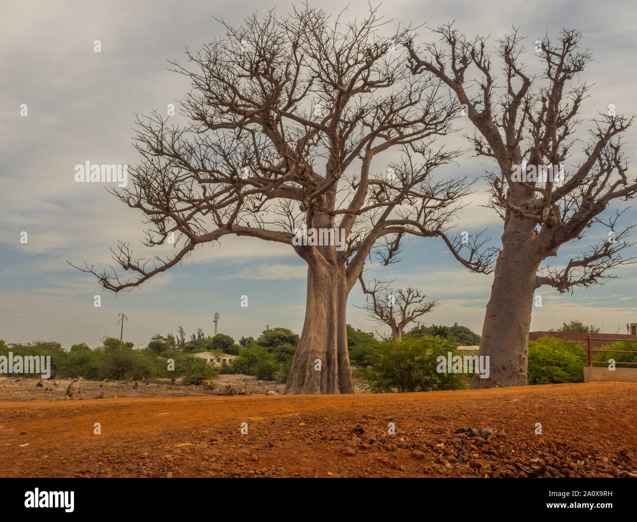 Senegalese forest hi-res stock photography and images - Alamy
