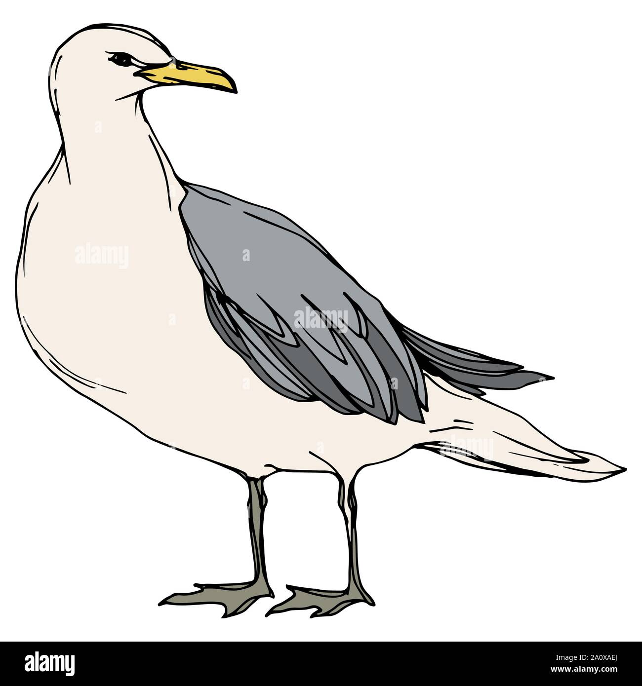 Sky bird seagull in a wildlife. Wild freedom, bird with a flying wings ...