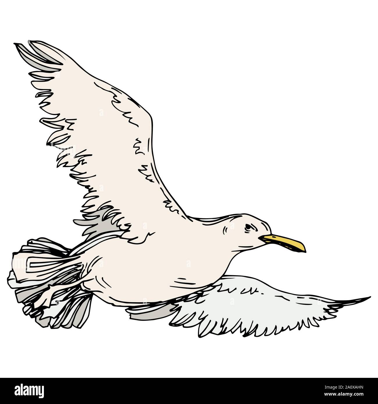 Sky bird seagull in a wildlife. Wild freedom, bird with a flying wings ...