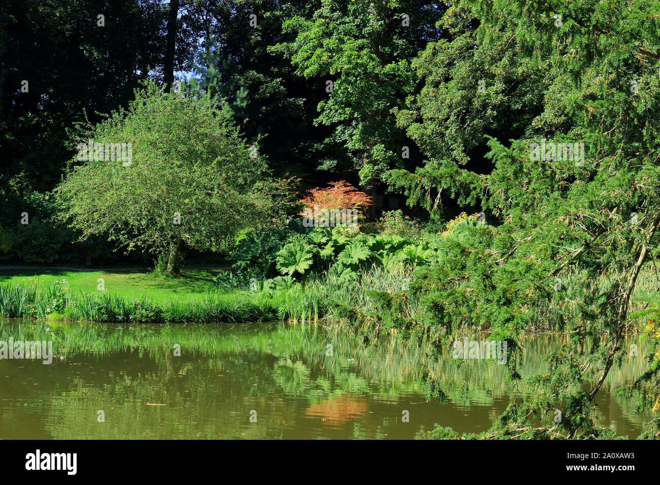 Woodland scenery around a small lake Stock Photo - Alamy