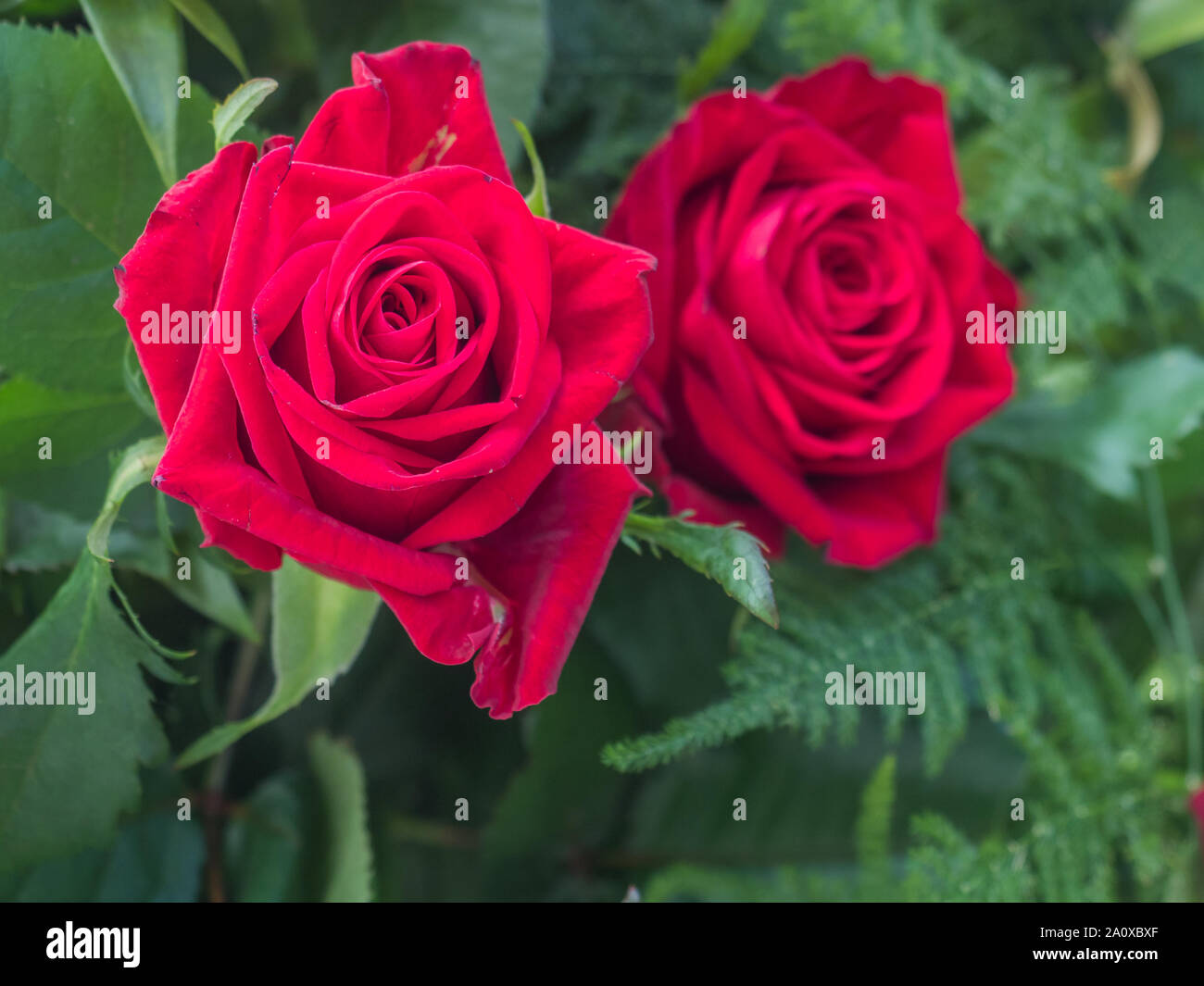 Most Beautiful Images Of Green Roses