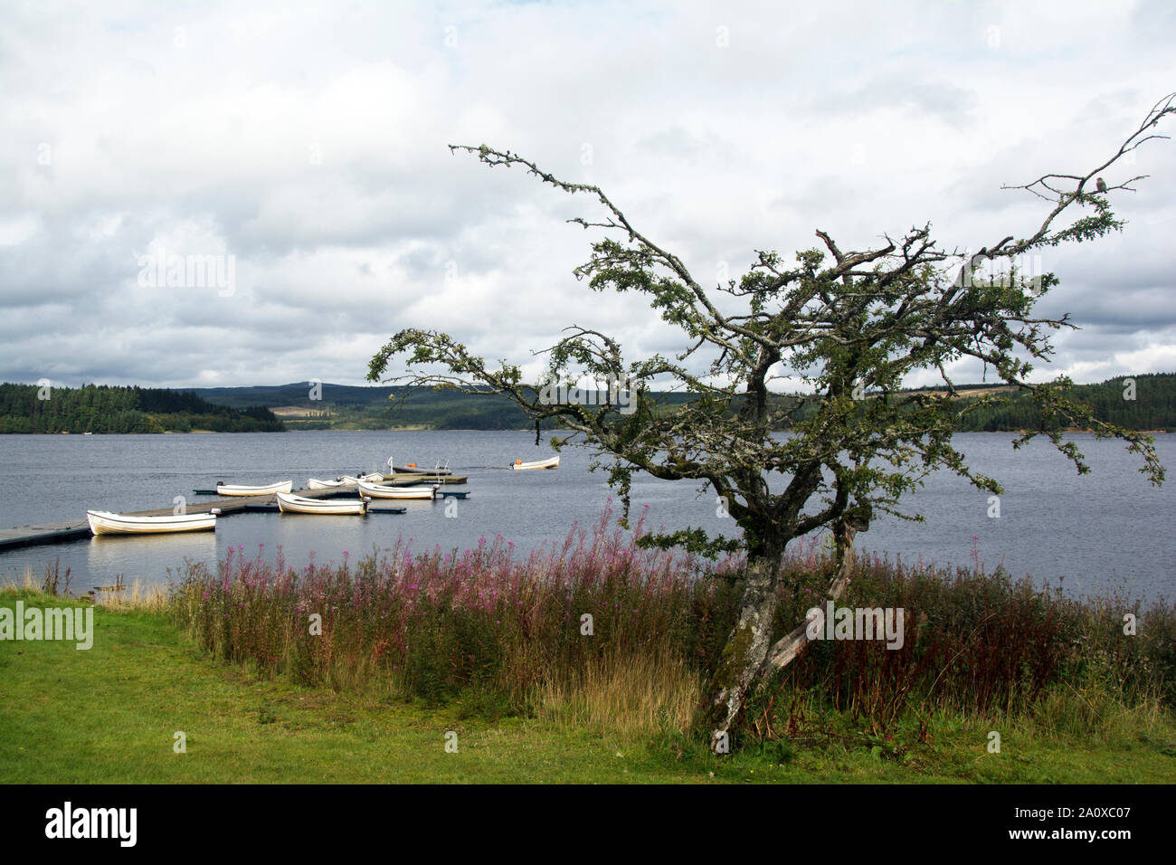 Kielder water and forest park hi-res stock photography and images - Alamy