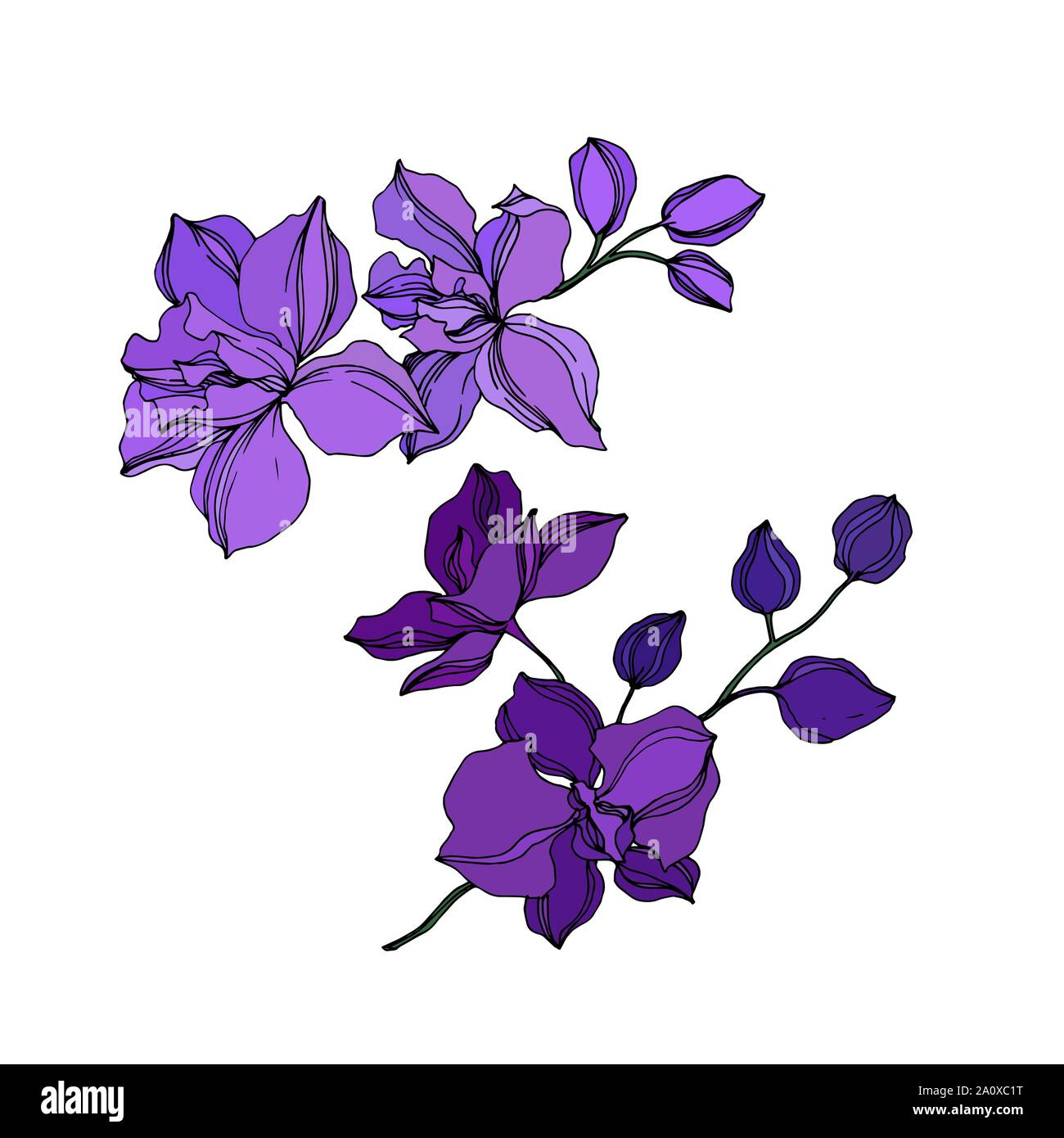 Purple wild orchids in Stock Vector Images - Alamy